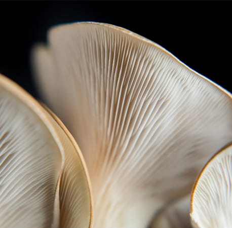These Irish mushrooms are wild, weird and wonderful | easyFood